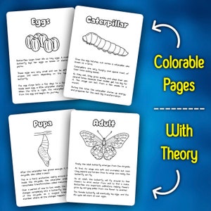 Butterfly Life Cycle Coloring Pages | Life Cycle of Butterfly Coloring ...