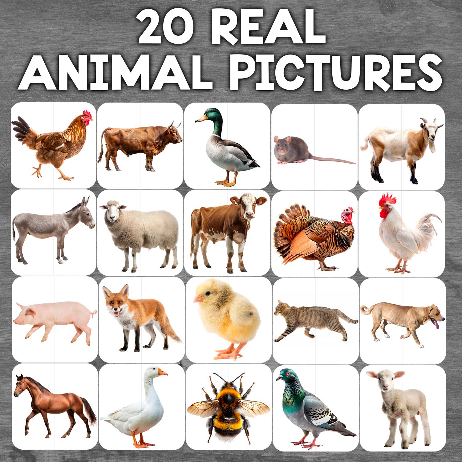 Farm Animals Matching Activity | Montessori 2-piece Puzzle Game ...