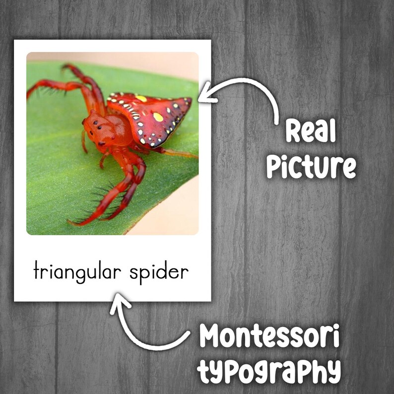 Types of Spiders Flashcards | Real Pictures | Montessori 3-part Cards ...