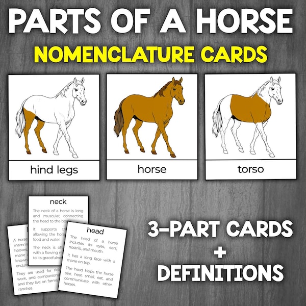 Horse Anatomy - Etsy