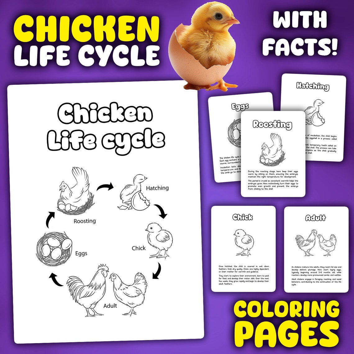 Chicken Life Cycle Coloring Pages | Life Cycle of the Chicken Activity ...