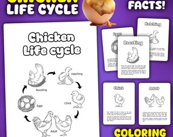 Chicken Life Cycle Coloring Pages Life Cycle of the Chicken Activity ...