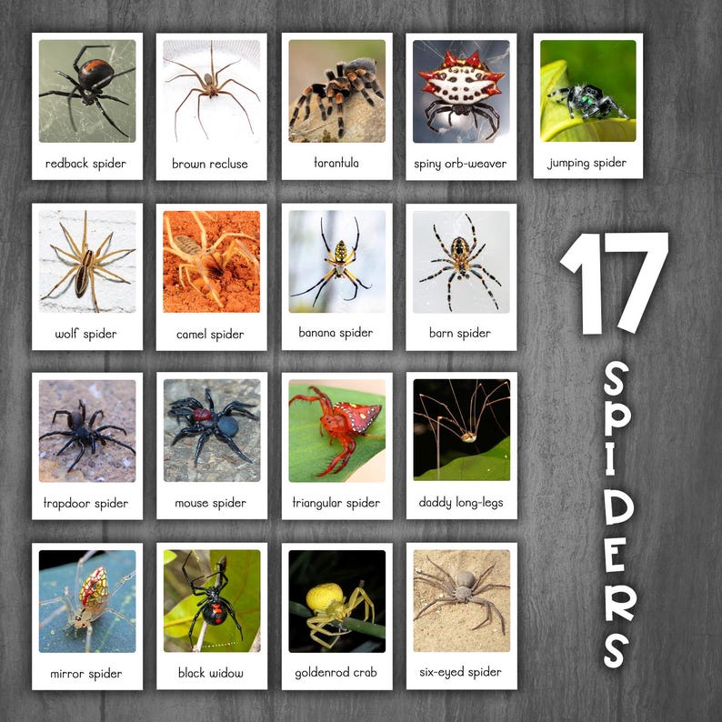 Types of Spiders Flashcards | Real Pictures | Montessori 3-part Cards ...