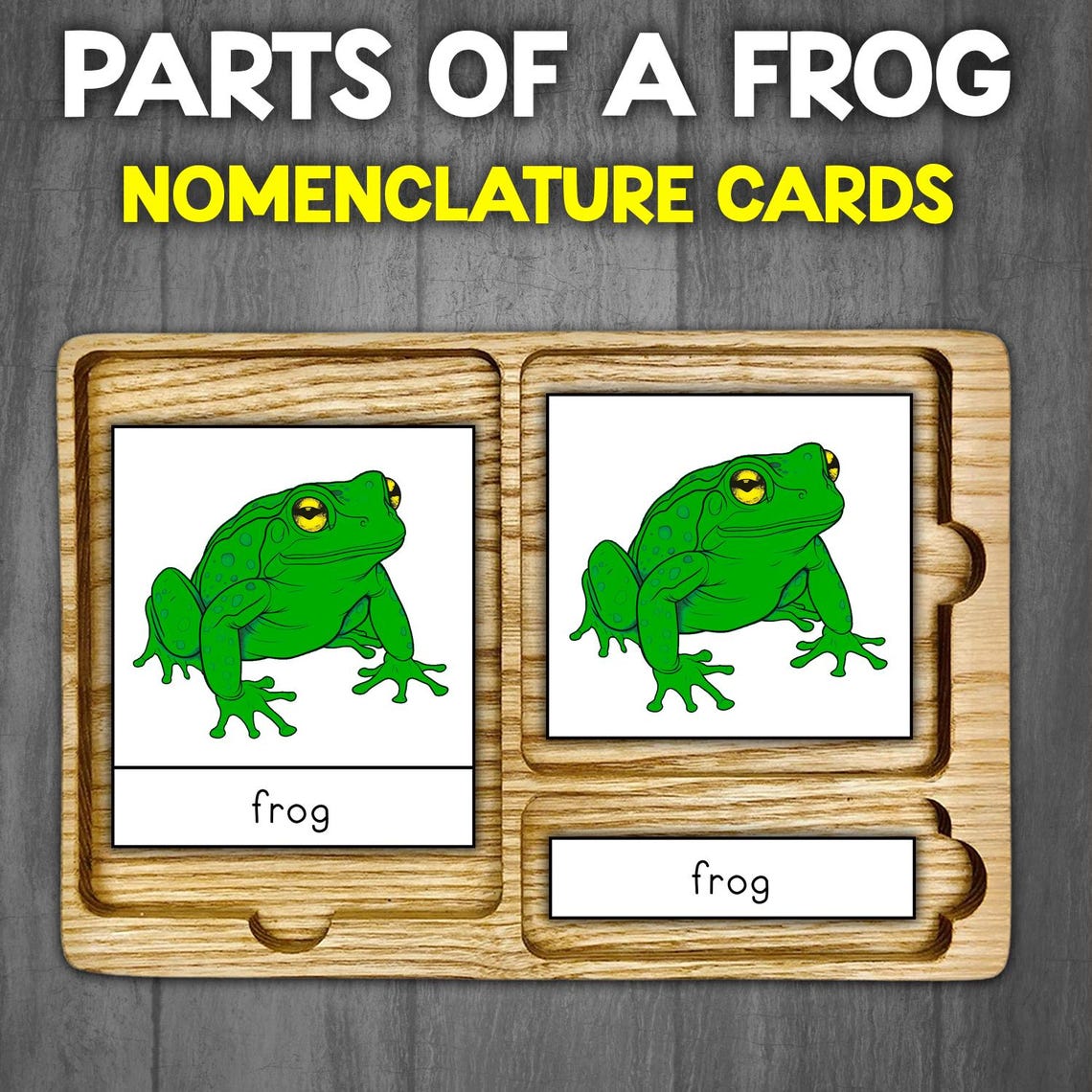 Parts of a Frog 3-part Cards | Montessori Nomenclature Cards | Frog ...