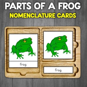Parts of a Frog 3-part Cards Montessori Nomenclature Cards Frog Anatomy ...