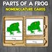 Parts of a Frog 3-part Cards Montessori Nomenclature Cards Frog Anatomy ...