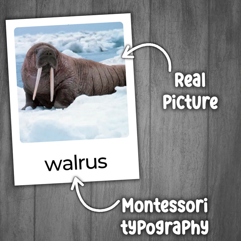 Arctic Animals Flashcards | Montessori 3-part Cards | Real Pictures ...