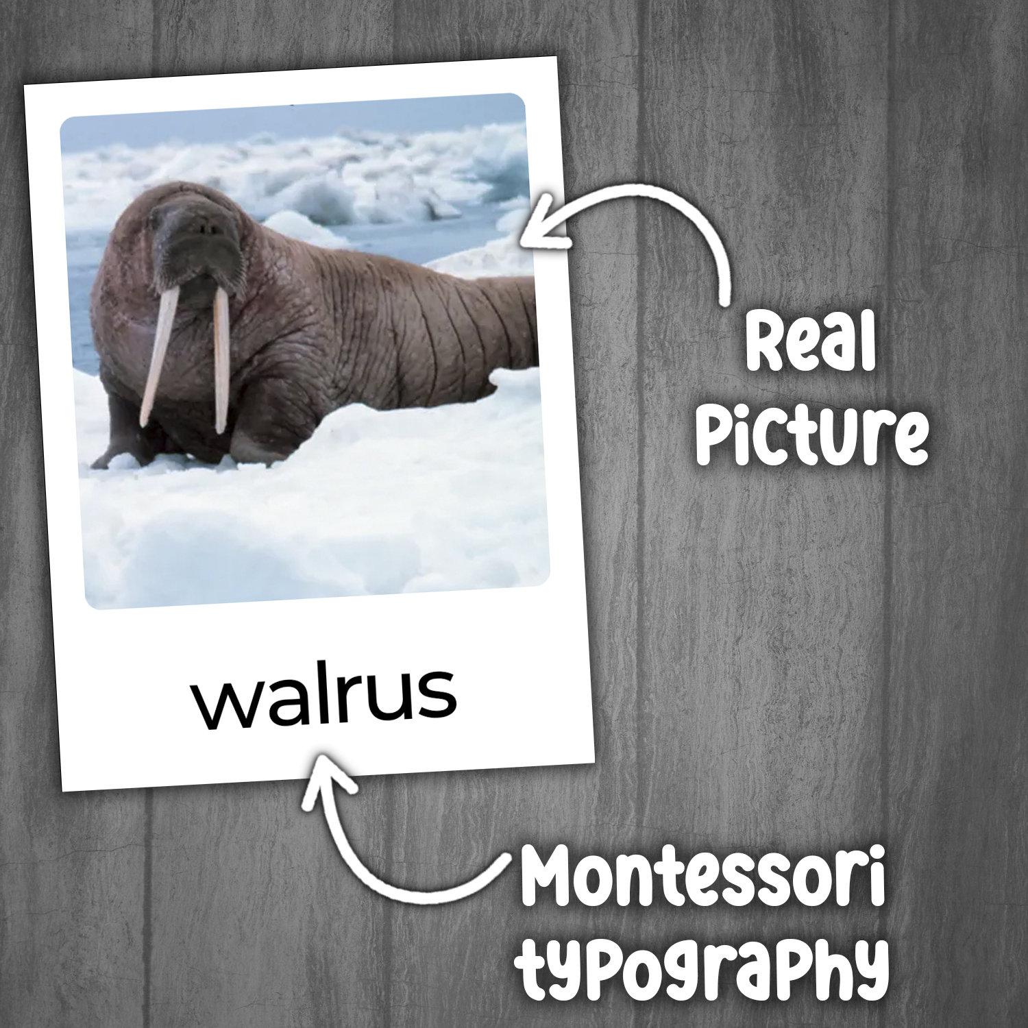 Arctic Animals Flashcards | Montessori 3-part Cards | Real Pictures ...