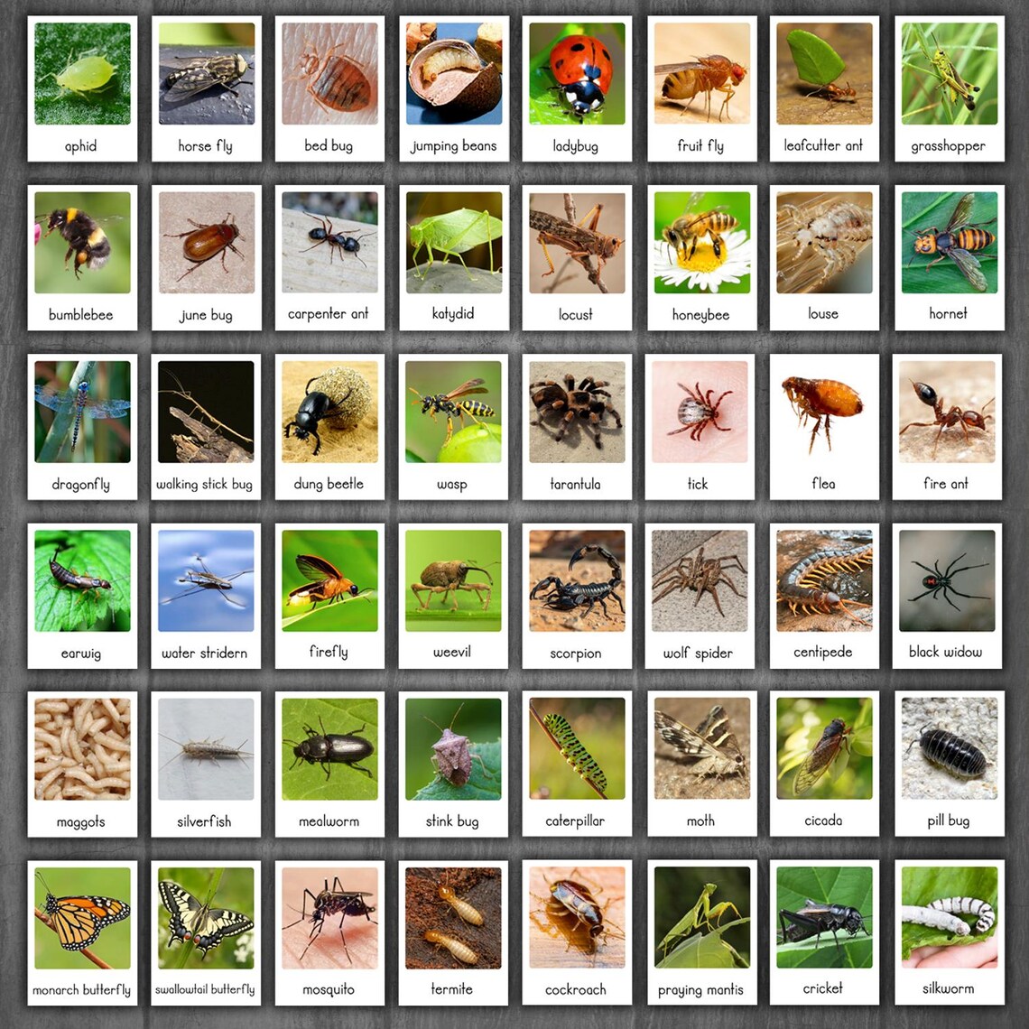 Insects and Bugs Flashcards | Real Pictures | Montessori 3-part Cards ...