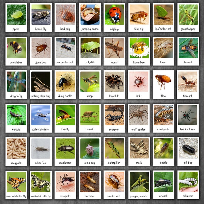 Insects and Bugs Flashcards | Real Pictures | Montessori 3-part Cards ...