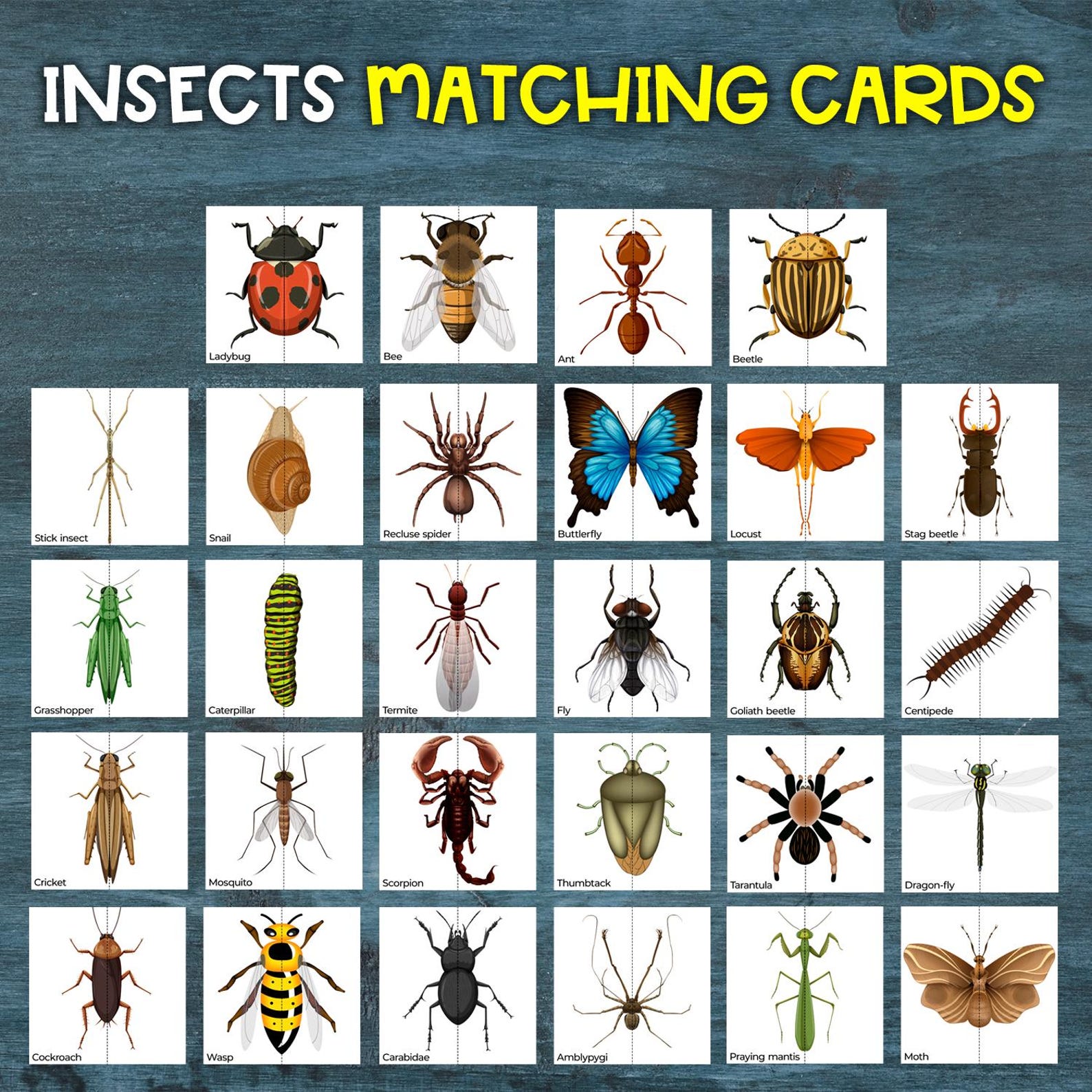 Bugs and Insects Matching Cards | Symmetry Montessori Activity ...