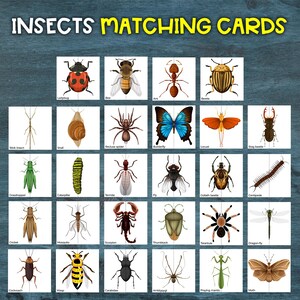 Bugs and Insects Matching Cards | Symmetry Montessori Activity ...