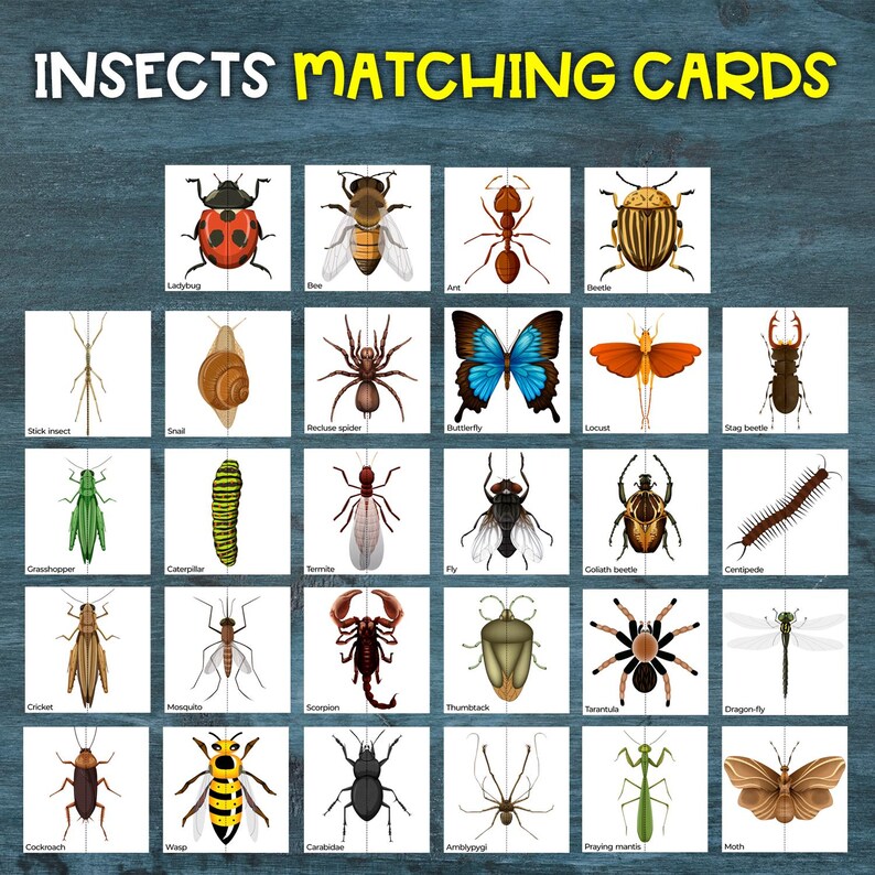 Bugs and Insects Matching Cards | Symmetry Montessori Activity ...