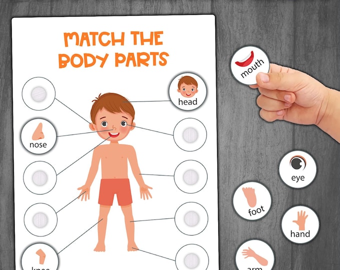Parts of the Body Flash Cards Instant Download Kids Learning Human ...