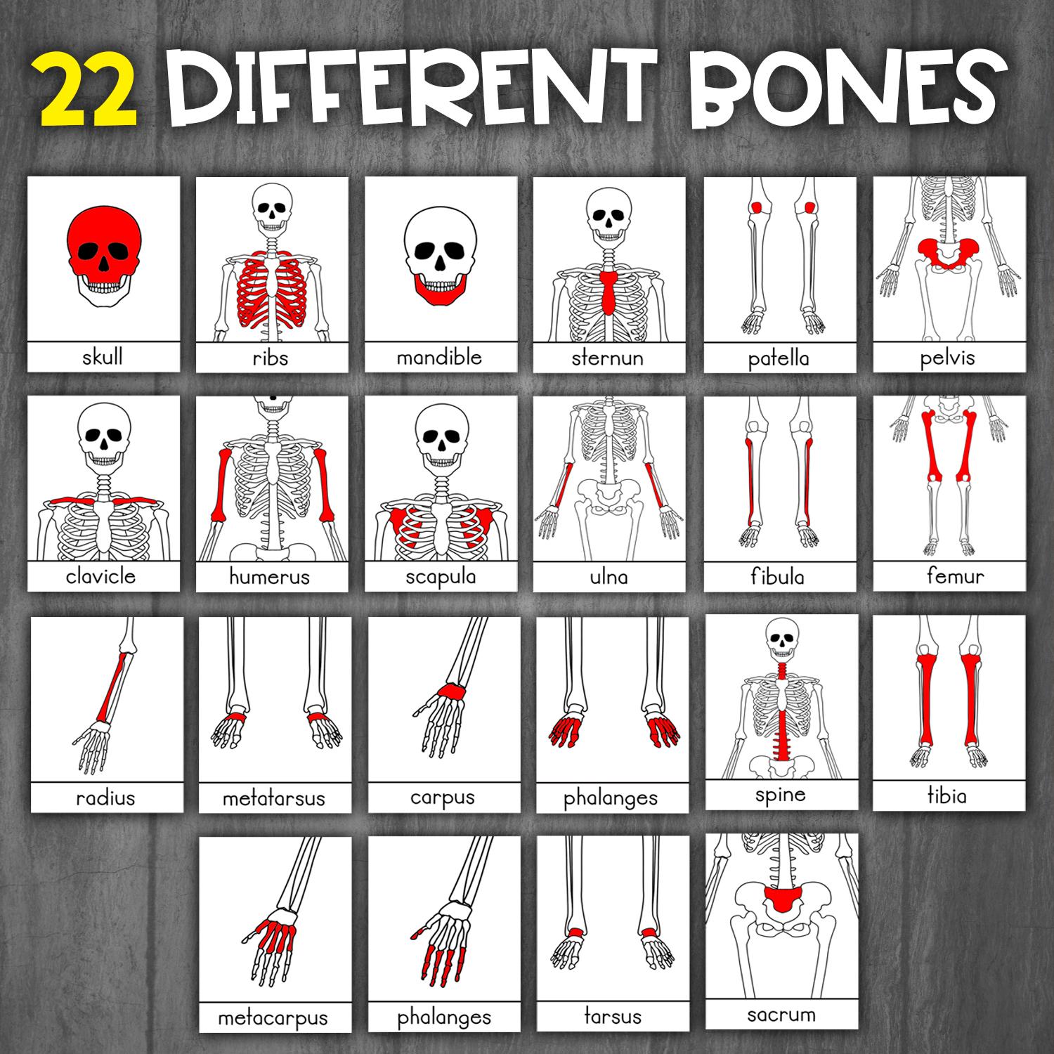 Human Bones Flashcards | Skeleton Flashcards | Human Anatomy Flashcards ...