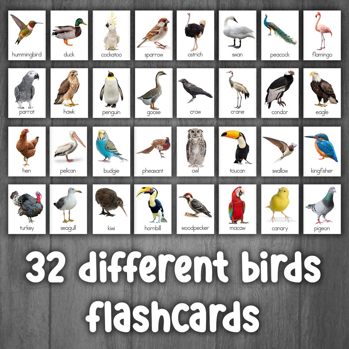 Birds Flashcards | Types of Birds 3-PART Cards | REAL PICTURES | All ...