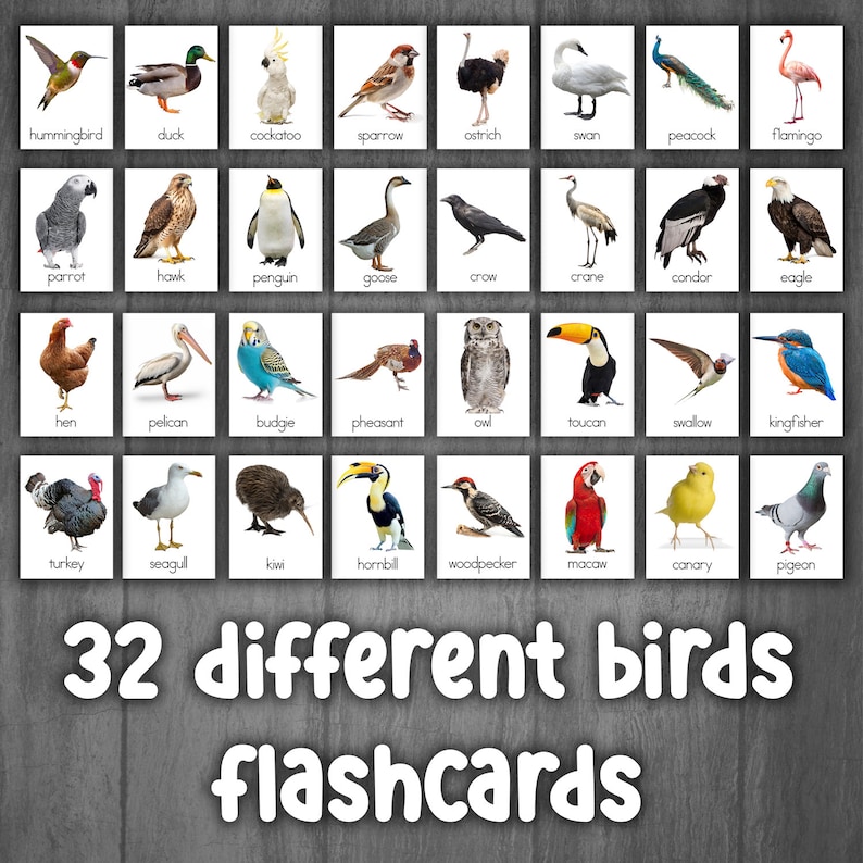 Birds Flashcards | Types of Birds 3-PART Cards | REAL PICTURES | All ...