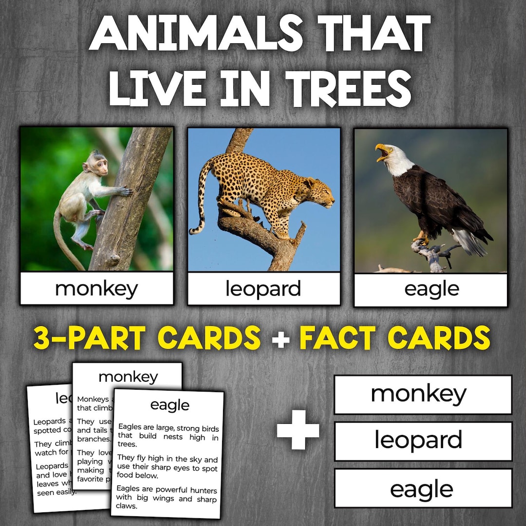 Animals That Live in Trees Montessori 3 Part Cards + Definition Cards ...