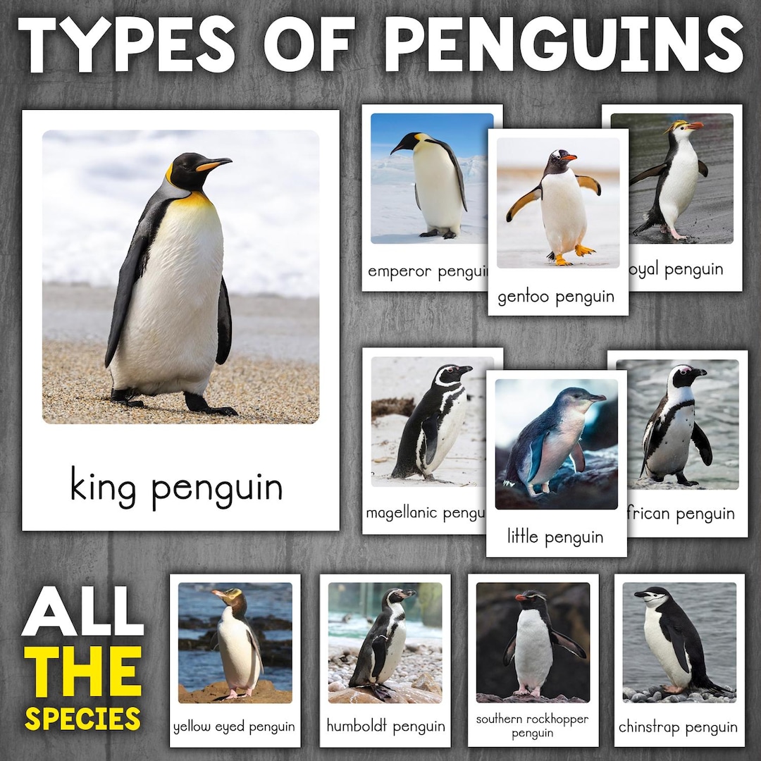 Types of Penguins Flashcards | Real Pictures | Montessori 3-part Cards ...