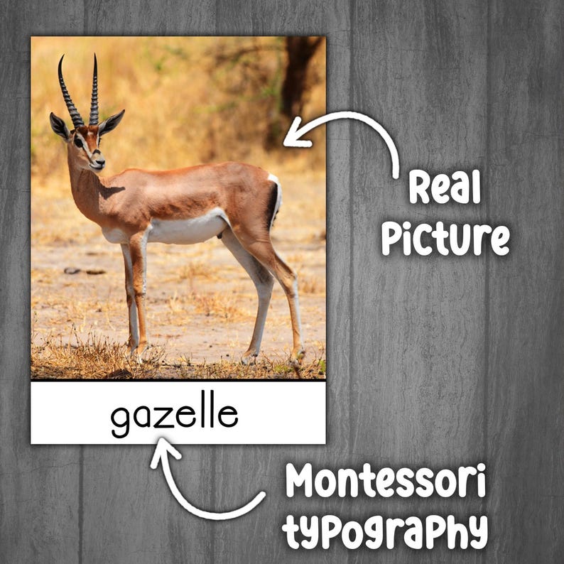 Safari Animals Flashcards | Real Pictures | Montessori 3-part Cards ...