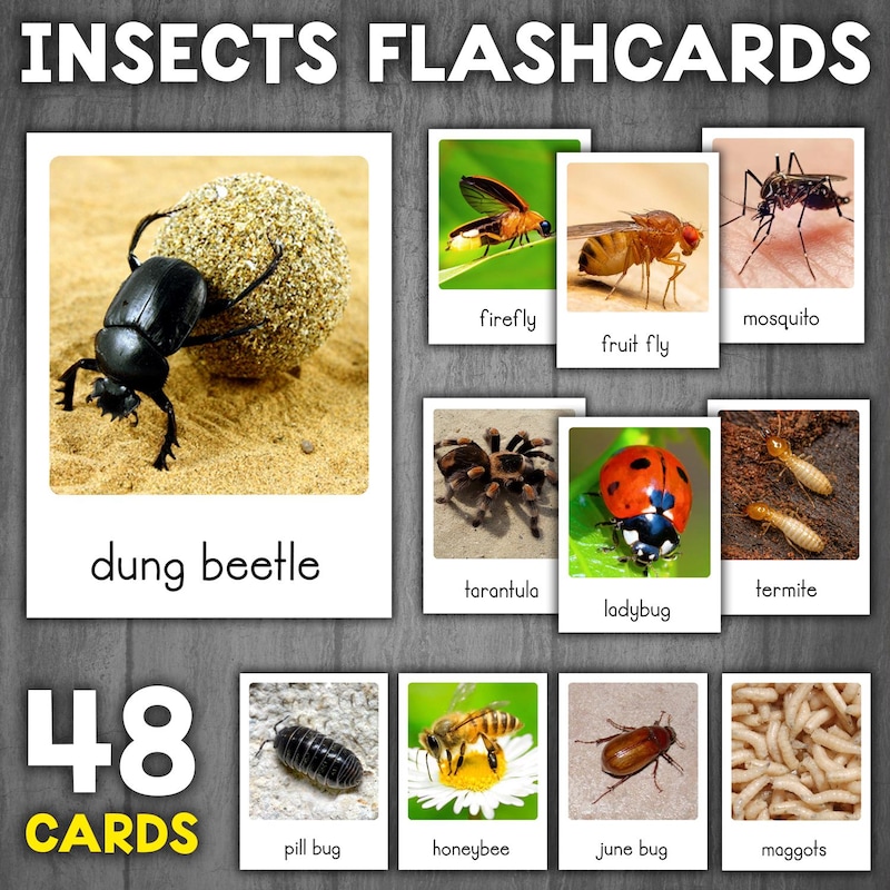 Bugs and Insect Poster - Etsy