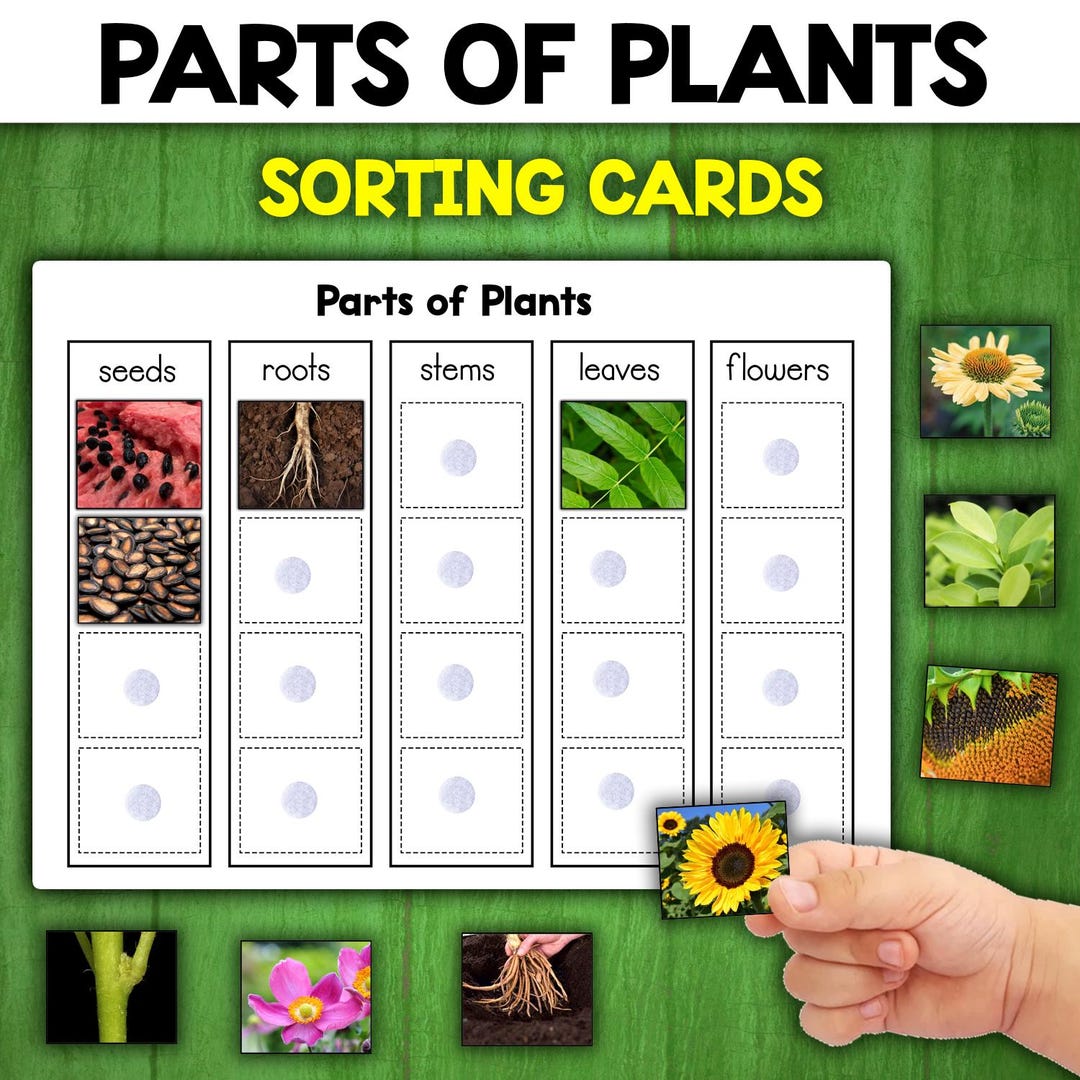 Parts of Plants Sorting Matching Activity Parts of a Plant Montessori ...