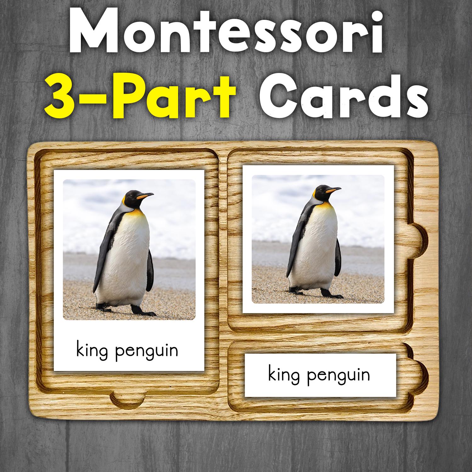 Types of Penguins Flashcards | Real Pictures | Montessori 3-part Cards ...