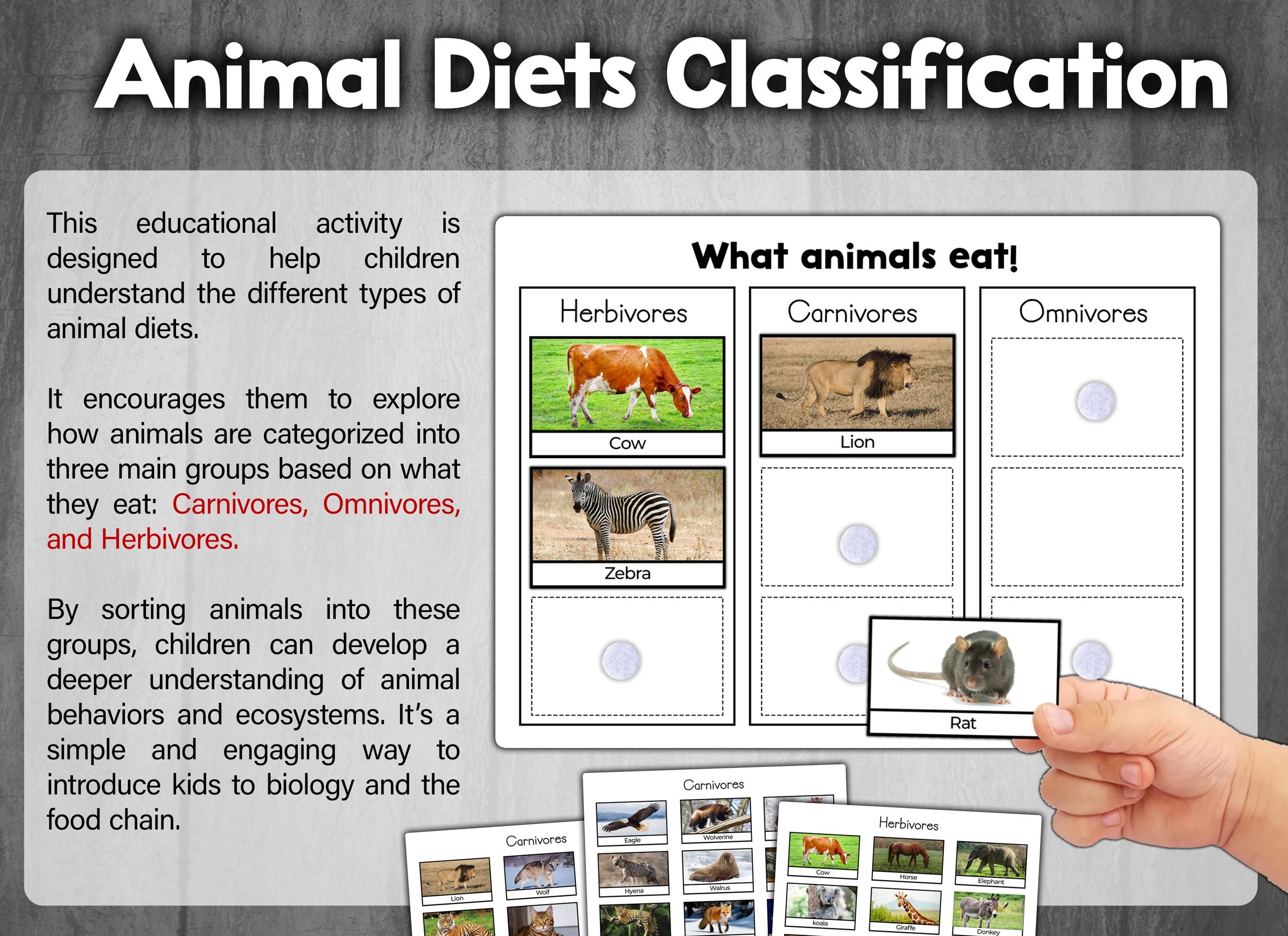 Herbivore, Carnivore, Omnivore Matching Activity Sorting Cards ...