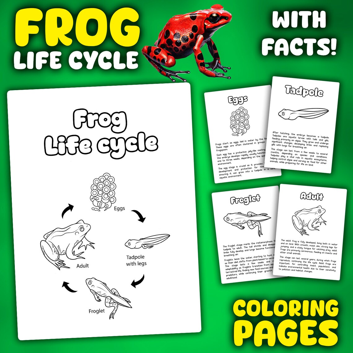 Frog Life Cycle Coloring Pages | Life Cycle of the Frog | Frog Life ...
