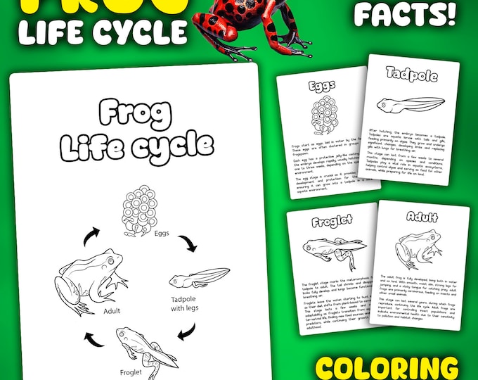 Axolotl Life Cycle Foldable Amphibian Life Cycle Learning Activity for ...