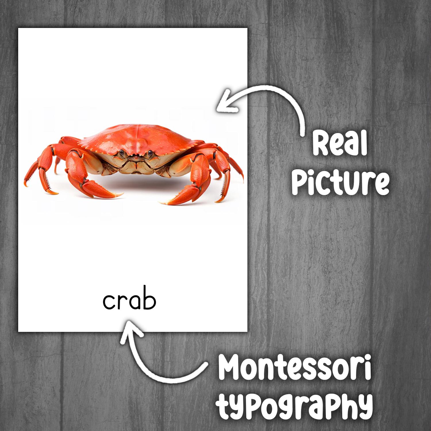 Ocean Animals Flashcards | Sea Animal Flashcards | Real Pictures ...