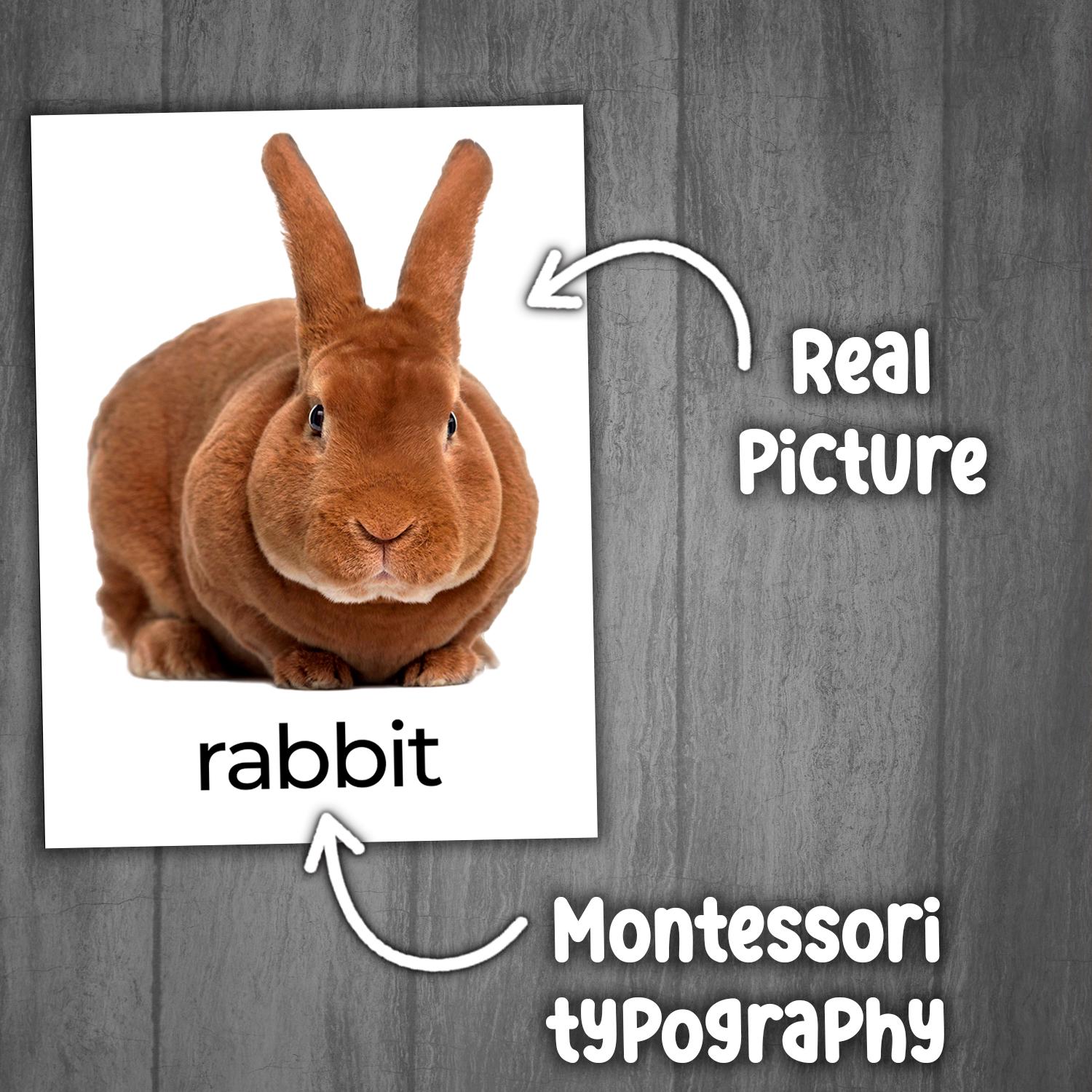 Pets Flashcards | Real Pictures | Montessori 3-part Cards | Pets ...