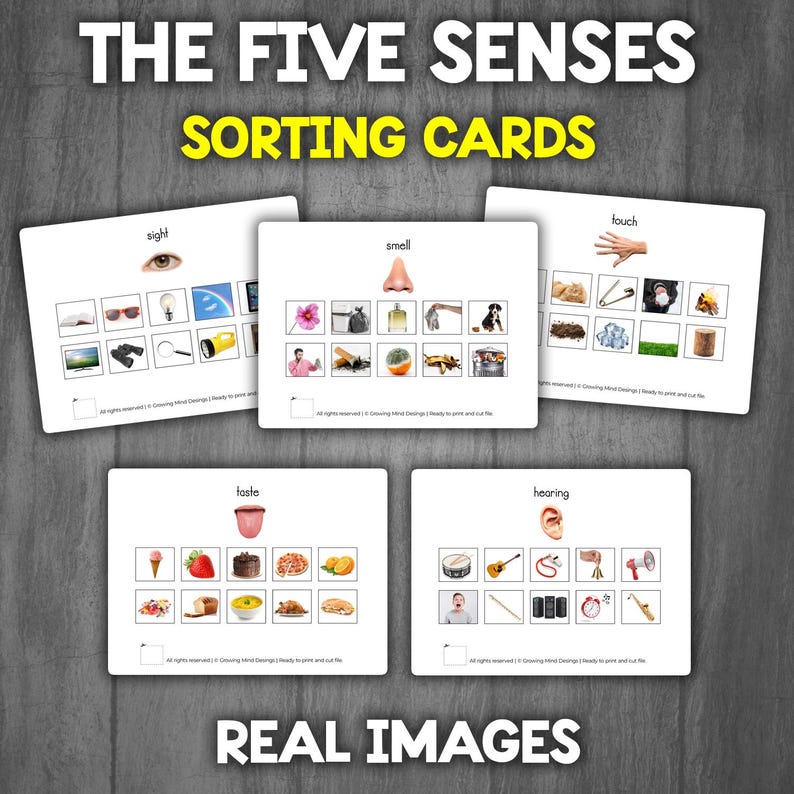 The Five Senses | 5 Senses Sorting Matching Activity | Five Senses ...