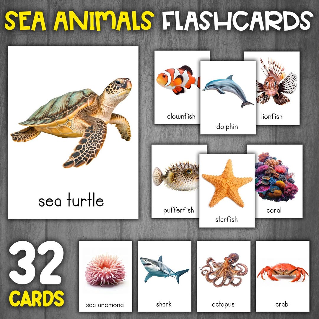 Ocean Animals Flashcards | Sea Animal Flashcards | Real Pictures ...