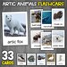 Arctic Animals Flashcards Montessori 3-part Cards Real Pictures Animals ...