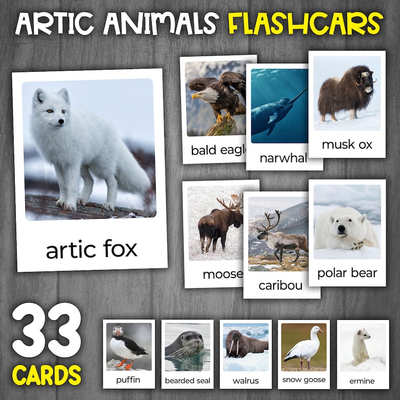 Arctic Animals Flashcards Montessori 3-part Cards Real Pictures Animals ...