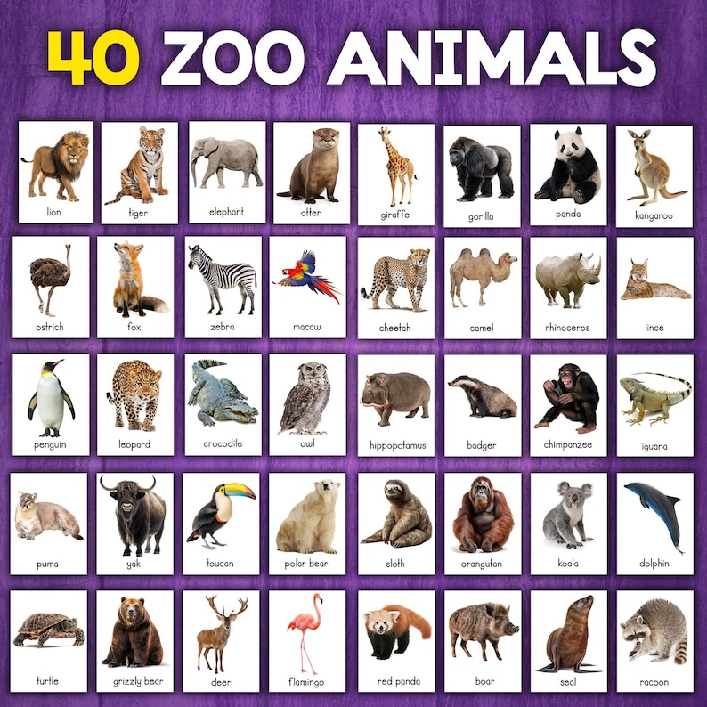 Zoo Animals Vocabulary Flashcards | Real Picture Cards | Zoo Animals ...