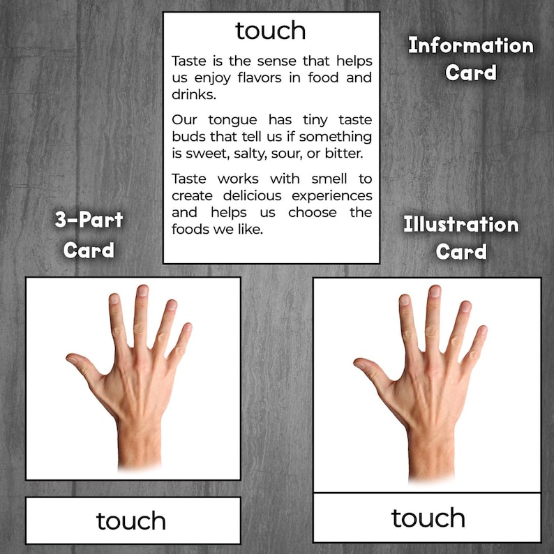 Five Senses 3-part Cards | Five Senses Montessori Activity | 5 Senses ...