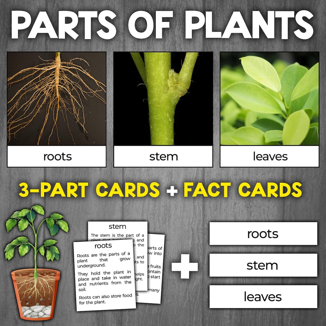 Parts of Plan 3-part Cards | Plant Parts Activities | Montessori Parts ...