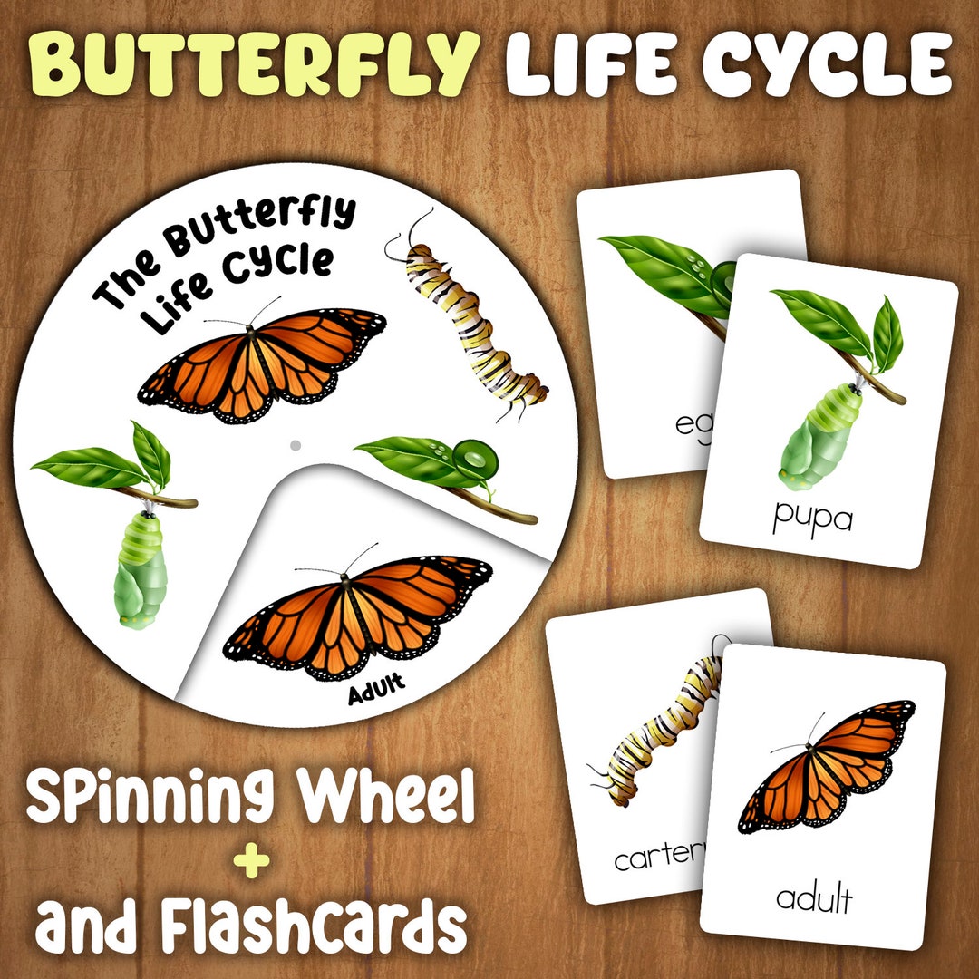 Butterfly Life Cycle Activity for Kids | Butterfly Craft Printable ...