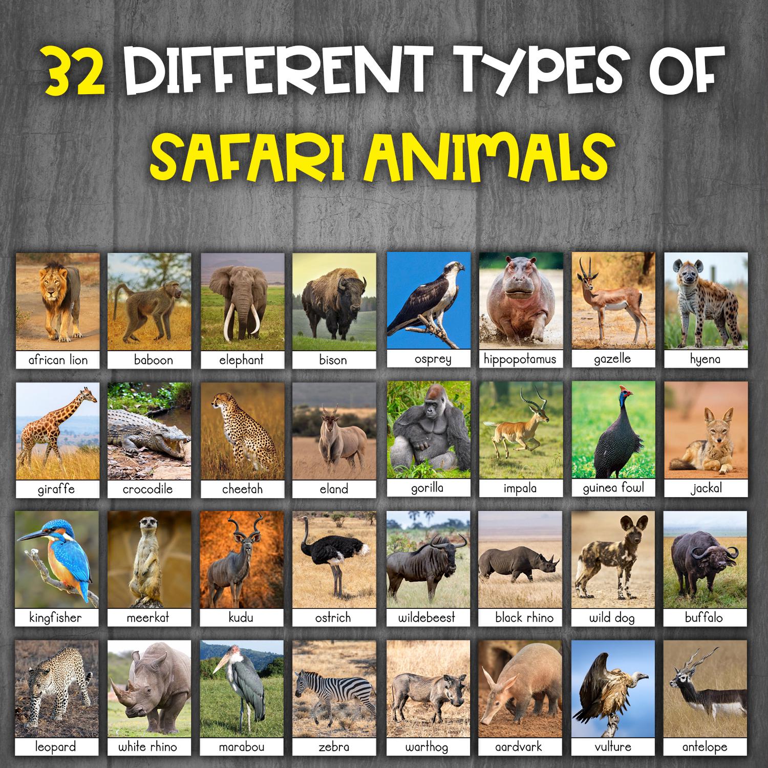 Safari Animals Flashcards Real Pictures Montessori 3-part Cards Savanna ...