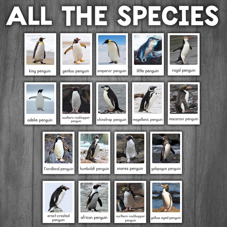 Types of Penguins Flashcards | Real Pictures | Montessori 3-part Cards ...