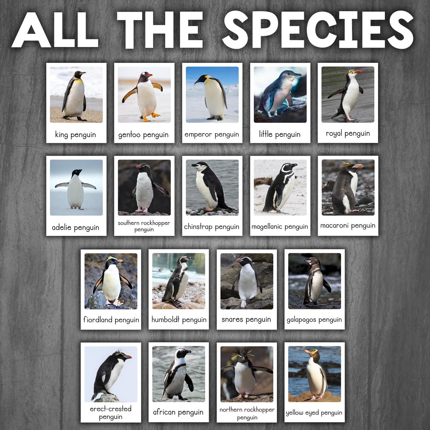 Types of Penguins Flashcards | Real Pictures | Montessori 3-part Cards ...