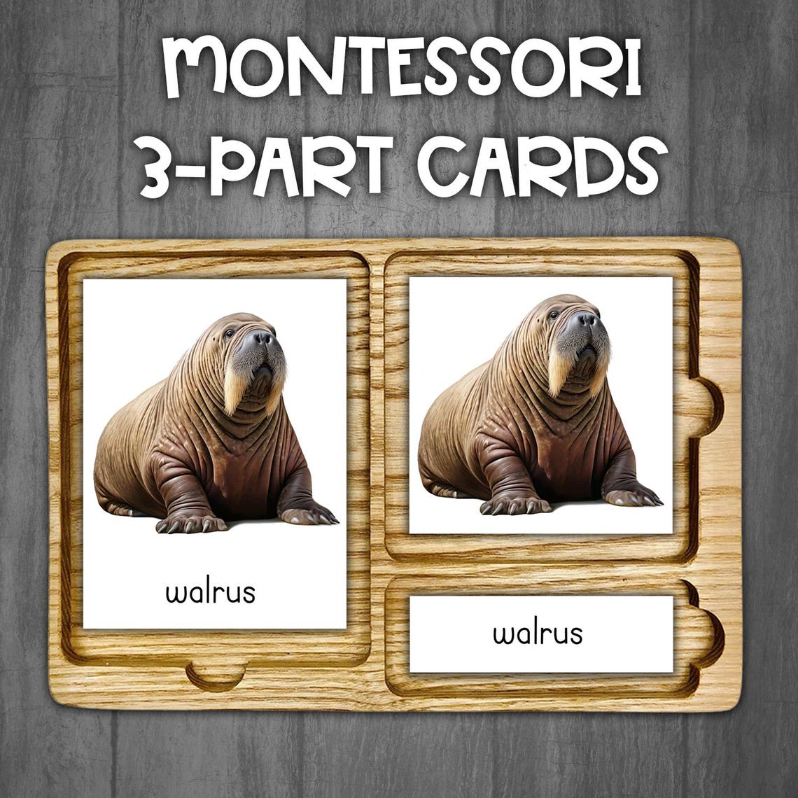 Ocean Animals Flashcards | Sea Animal Flashcards | Real Pictures ...