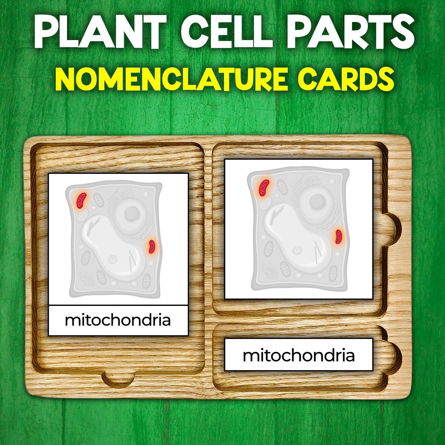 Plant Cell Parts | Montessori Nomenclature Cards | Flashcards | 3 Part ...