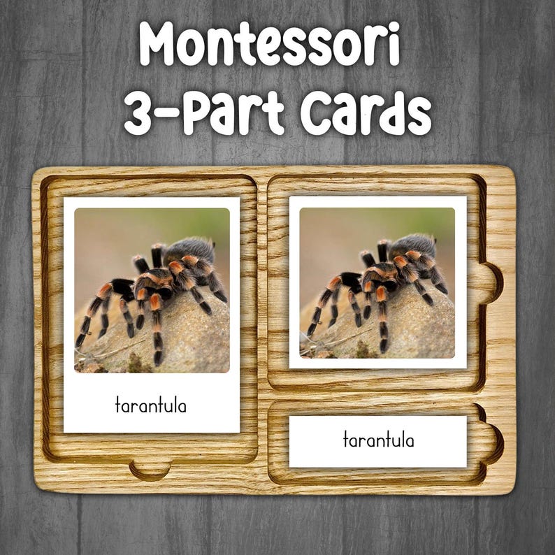 Types of Spiders Flashcards | Real Pictures | Montessori 3-part Cards ...