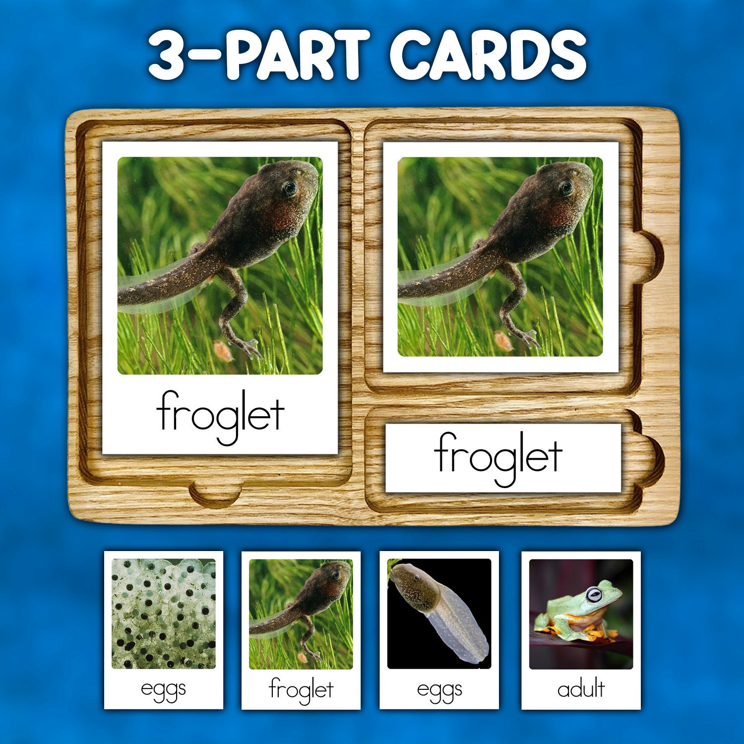 Frog Life Cycle Unit | Montessori Frog Life Cycle | Posters ...
