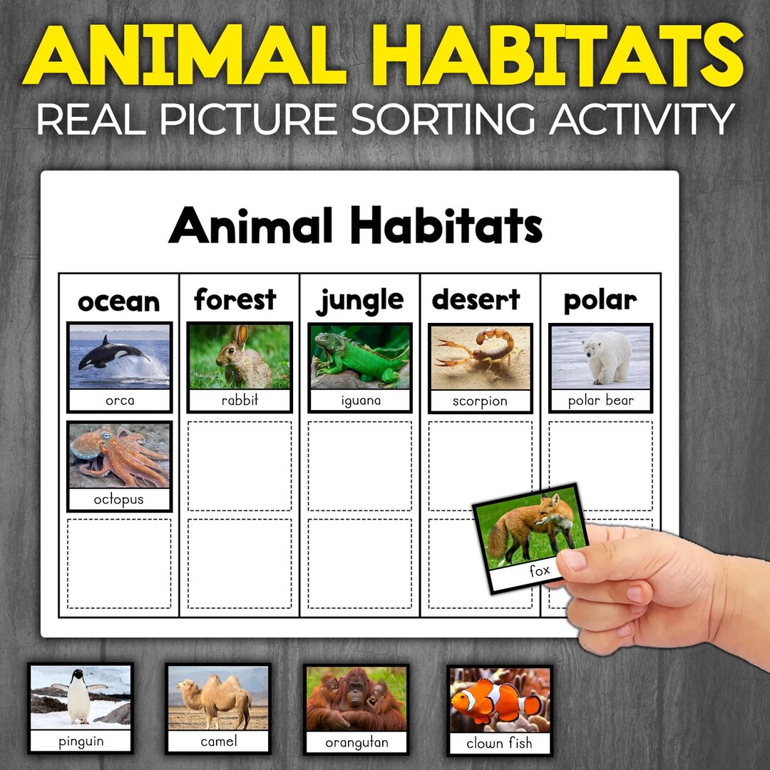 Animal Habitats Sorting Activity & Sort Activities | Sort by Habitat ...