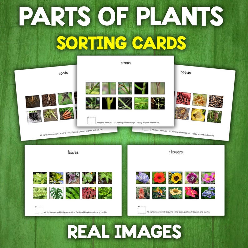 Parts of Plants Sorting Matching Activity | Parts of a Plant Montessori ...