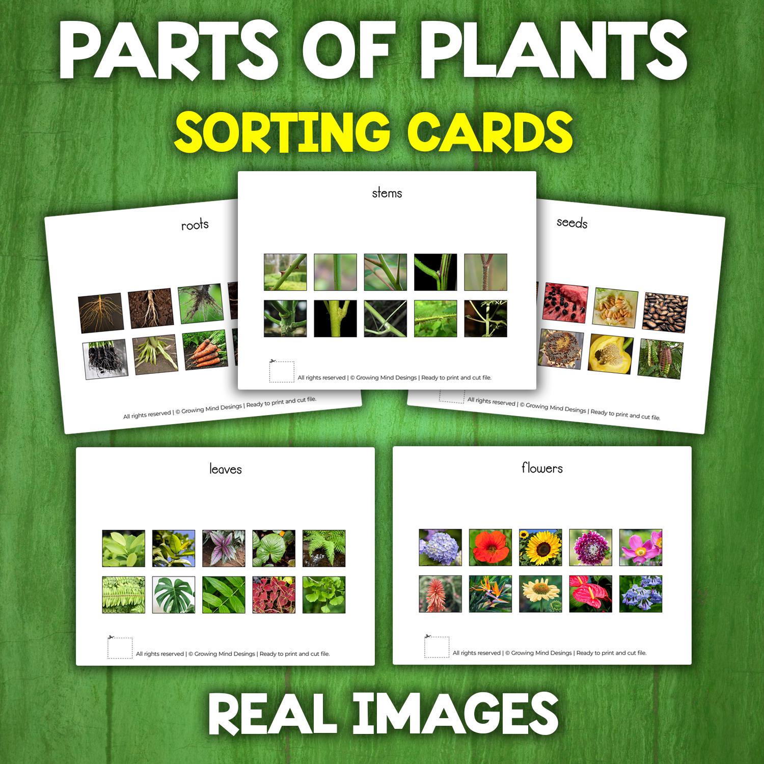 Parts of Plants Sorting Matching Activity | Parts of a Plant Montessori ...